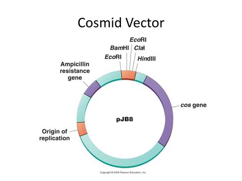 PPT Locating Genes On Chromosomes PowerPoint Presentation Free