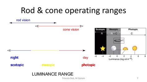 Light And Dark Adaptation Pdf Eye And Vision Conditions Diseases And Conditions