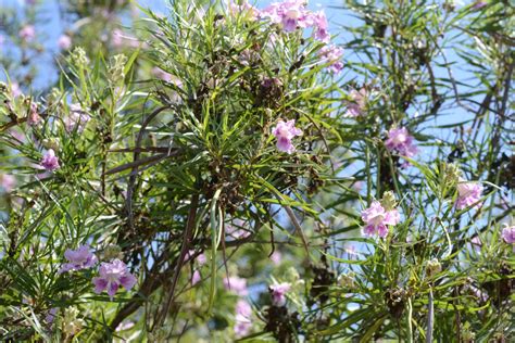 Chilopsis Linearis And Cultivars Plantright