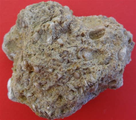 Fossil Corals Fossil Corals Nummulites