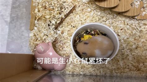 仓鼠生宝宝了，后面该怎么办 Youtube