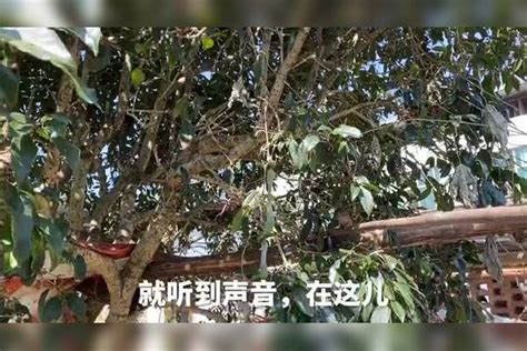 黄腾鸟虽小也懂感恩放生后见到主人依然亲近 黄腾鸟 主人