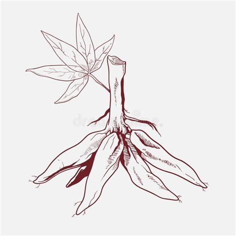 Cassava Vector Sketch Stock Illustrations 143 Cassava Vector Sketch