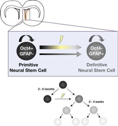 Primitive Neural Stem Cells Its Quiescent At The Top STEMSURG