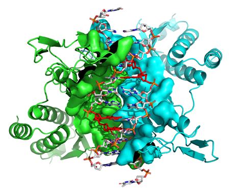 What Are True Palindrome As Per English Dictionary Mirror Repeat Dna