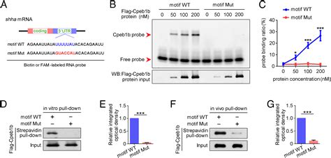 Cpeb1b Mediated Cytoplasmic Polyadenylation Of Shha Mrna Modulates