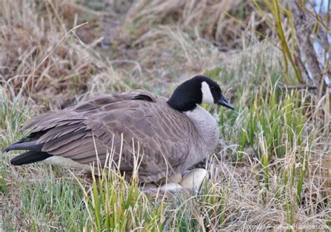 Understanding And Identifying Bird Nests Colorado Virtual Library