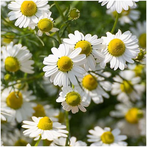 Rausch Sensitive Shower Gel With Chamomile Bellaffair