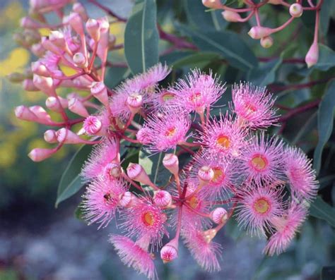 Top Pink Flowering Trees In Australia Yard Work