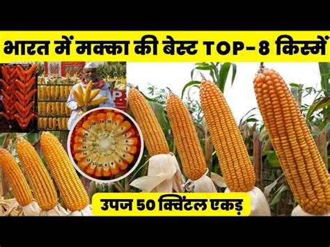 Makka Ki Kheti Kaise Kare Makka Ki Hybrid Variety Corn Cultivation