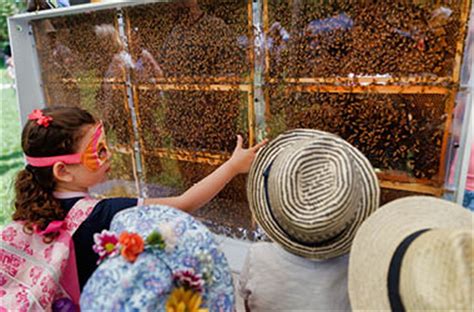 Keeping Bees Chickens And Other Poultry City Of Stonnington