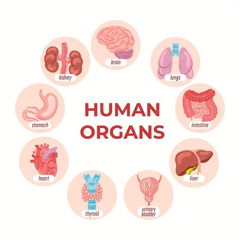 Premium Vector Hand Drawn Flat Organ Composition Background With