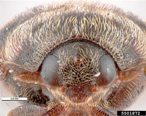Trogoderma Dermestid Beetle Trogoderma Varium