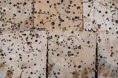 Premium Photo Wall Made Of Wooden Logs Bullet Trap Closeup Texture Photo