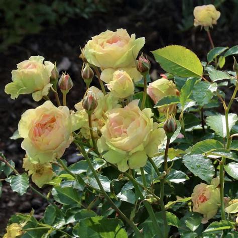 National Plant Network Bareroot Mint Julip Hybrid Tea Rose Piece Hd The Home Depot