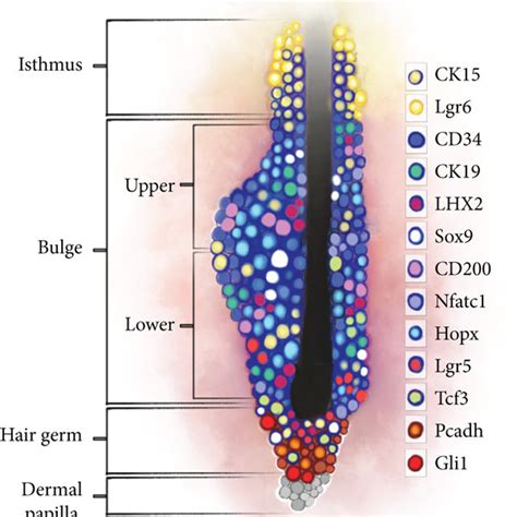 The Markers Of Hair Follicle A In Human B In Mouse Download