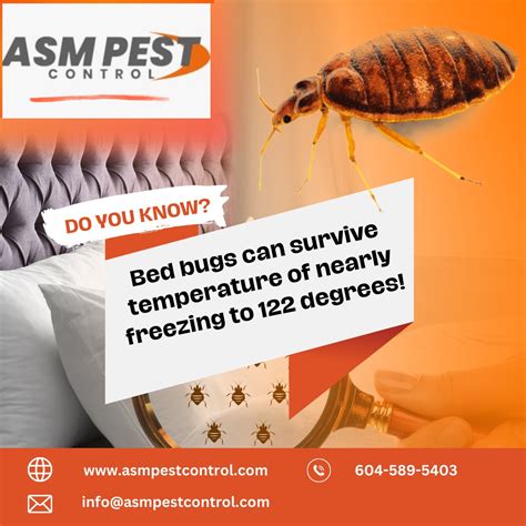 Call Asm Pest Control For Bed Bug Control Surrey