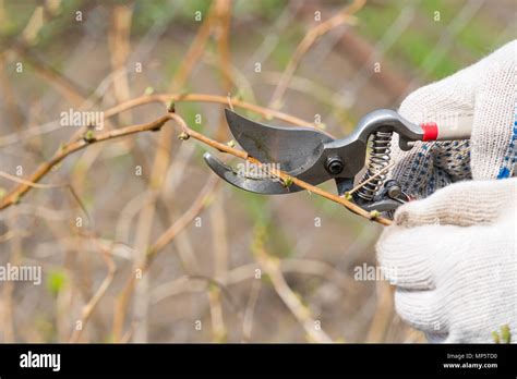 Pruning Of Raspberry Branches In The Garden Stock Photo Alamy