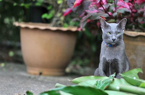 고양이 샴 고양이 태국 세계에서 아주 귀 엽 고 재미 있고 스마트 고양이 가축에 대한 스톡 사진 및 기타 이미지 가축 걷기
