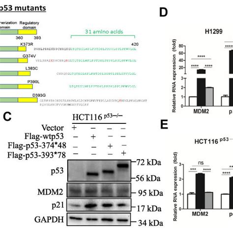 P53lcs Display Loss Of Wt P53 Functions A The Schematic Of The
