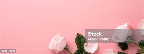 핑크 빛에 핑크 로즈 플라워와 어머니의 날 디자인 컨셉 배경 0명에 대한 스톡 사진 및 기타 이미지 0명 개념 공란