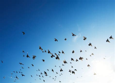 Is It The Moment For Sap Bpc On Bw Netweaver Clients Migrate To Bw4hana Business Intelligence