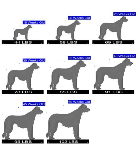 How Much Should Irish Wolfhound Weigh Irish Wolfhound Weight Calculator