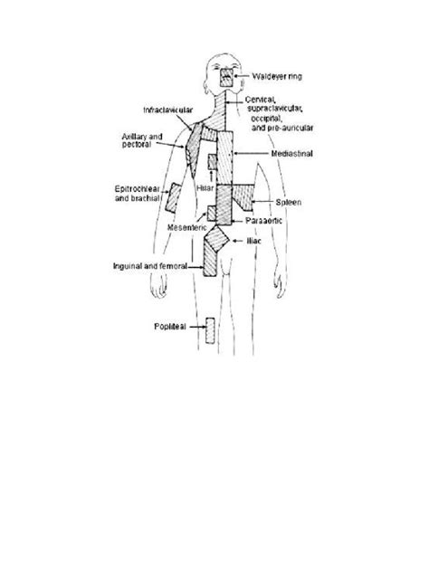 Lymphatic System Pdf Science And Mathematics