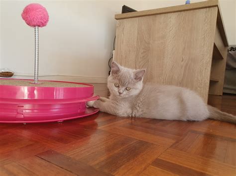 Opinião Sobre Scratch And Catch Brinquedo Interativo Para Gatos