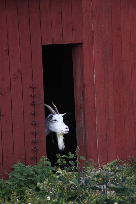 Curious Photograph By Gunnar Lundquist Fine Art America