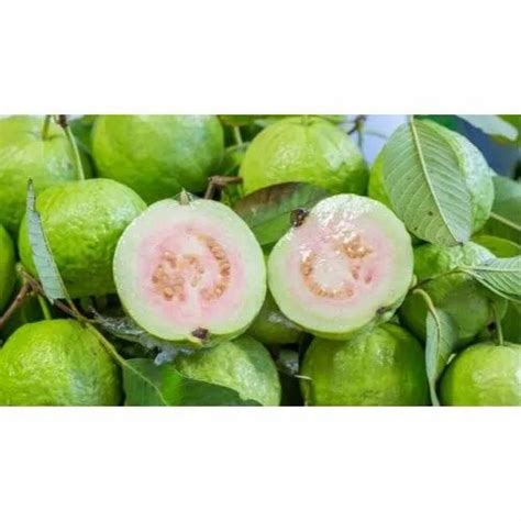 Green Fresh Guava Packaging Type Carton At ₹ 56kg In Hyderabad Id
