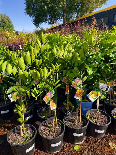 Dwarf Orange Washington Navel — Rockbank Nursery
