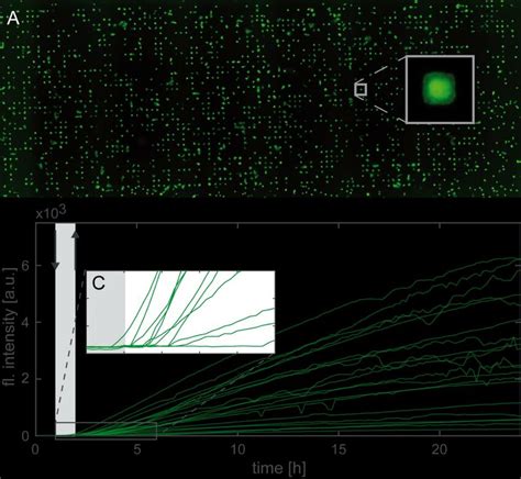 Highly Parallel Single Cell Measurement Of EGFP Protein Expression