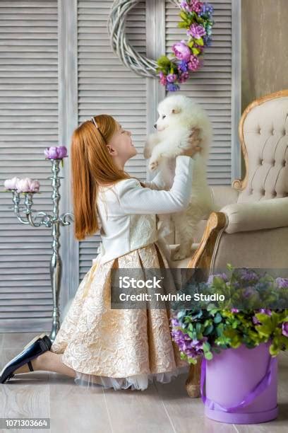 生薑頭髮女孩的肖像玩哈士奇罌粟模特女孩與紅頭髮擺姿勢在工作室拍攝與薩米白色小狗 而坐在皇家復古扶手椅穿著可愛的禮服 照片檔及更多 西摩犬 照片