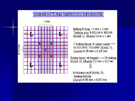 Menghitung Sel Leukosit Tujuan Pemeriksaan N Menghitung Jumlah