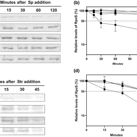 Pseudomonas Aeruginosa Rssb Restores The Wild‐type Rpos Protein Levels