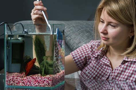 Complete Betta Fish Care Guide Sevenports