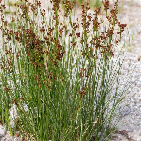 Common Rush Juncus Effusus 100 Seeds Hardy Wetland Plant