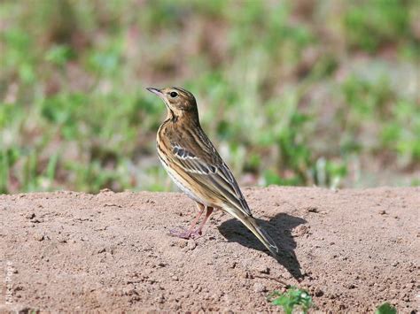 Tree Pipit