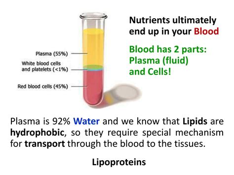 Ppt Lipids Fats And Oils Learn The Basics And Importance Powerpoint Presentation Id 9329887