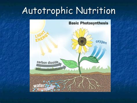 Autotrophic Nutrition