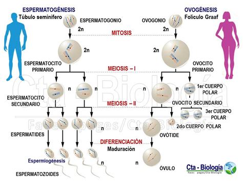 Biología Didáctica Cepreduni Fisiología Ii Ciclo Celular Eucariota