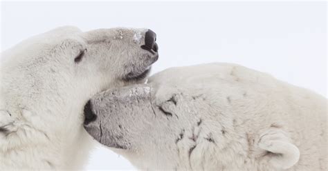 From Mating And Birthing To Their Diet And Habitat Learn About The