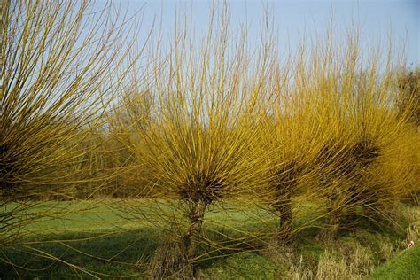 Pollarded Willow Wicker Free Photo On Pixabay Pixabay