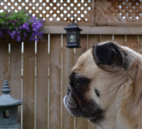 Our Bailey Puggins Profile Pug Love Pug Dog Pugs