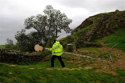 Police Issue Statement After Iconic Sycamore Gap Tree Found Cut Down In Northumberland