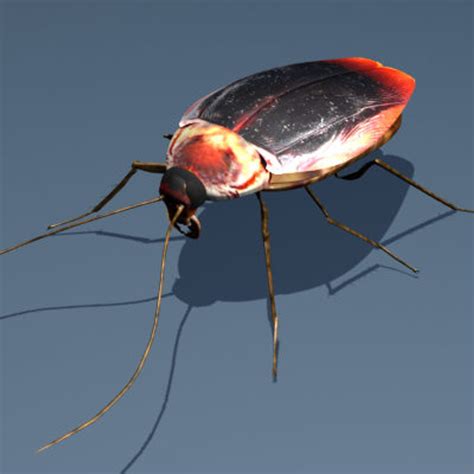Cockroach Bug Insect D Model