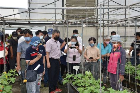 羽毛與廢菇包的結合利用 臺中區農改場開發洋香瓜專用本土緩效供肥介質 蕃新聞