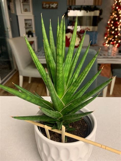 Sansevieria francisii Chahin. (World flora) - Pl@ntNet identify