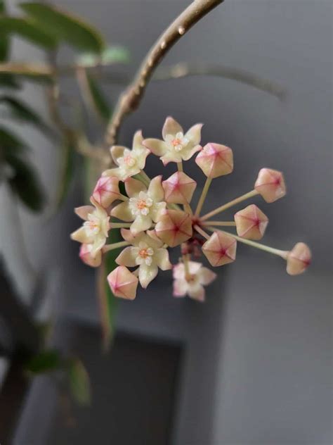 Hoya Macrophylla Care [growing Exquisite Beauty Of Hoya World]